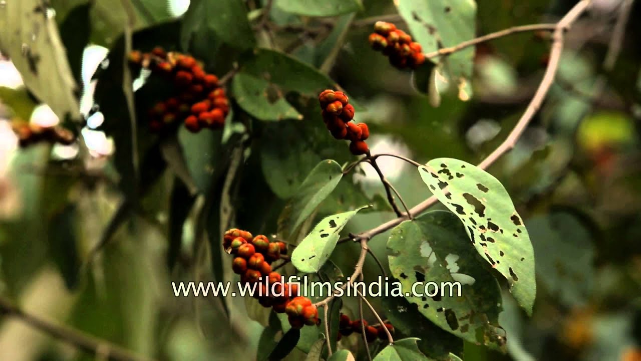 Rohini or Mallotus philippensis tree in flower, Rajaji National Park ...