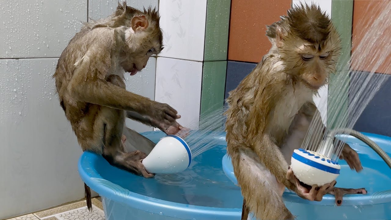 Monkey Funny Sam bathes in a lovely shower - YouTube
