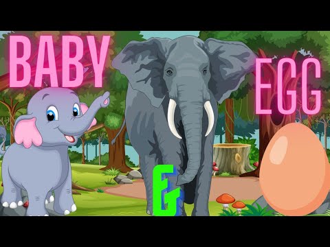 Cute Baby Animals | Baby Animals for Toddlers |Baby Animals Learning ...