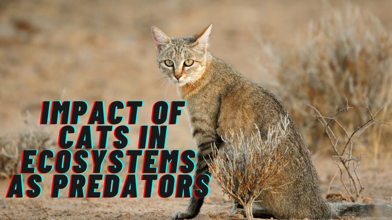 The Impact of Cats in Ecosystems as Predators - YouTube