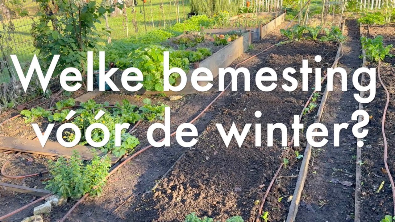Ini's Moestuin #211 - Welke bemesting vóór de winter? Dierlijke mest, compost of groenbemesters ...
