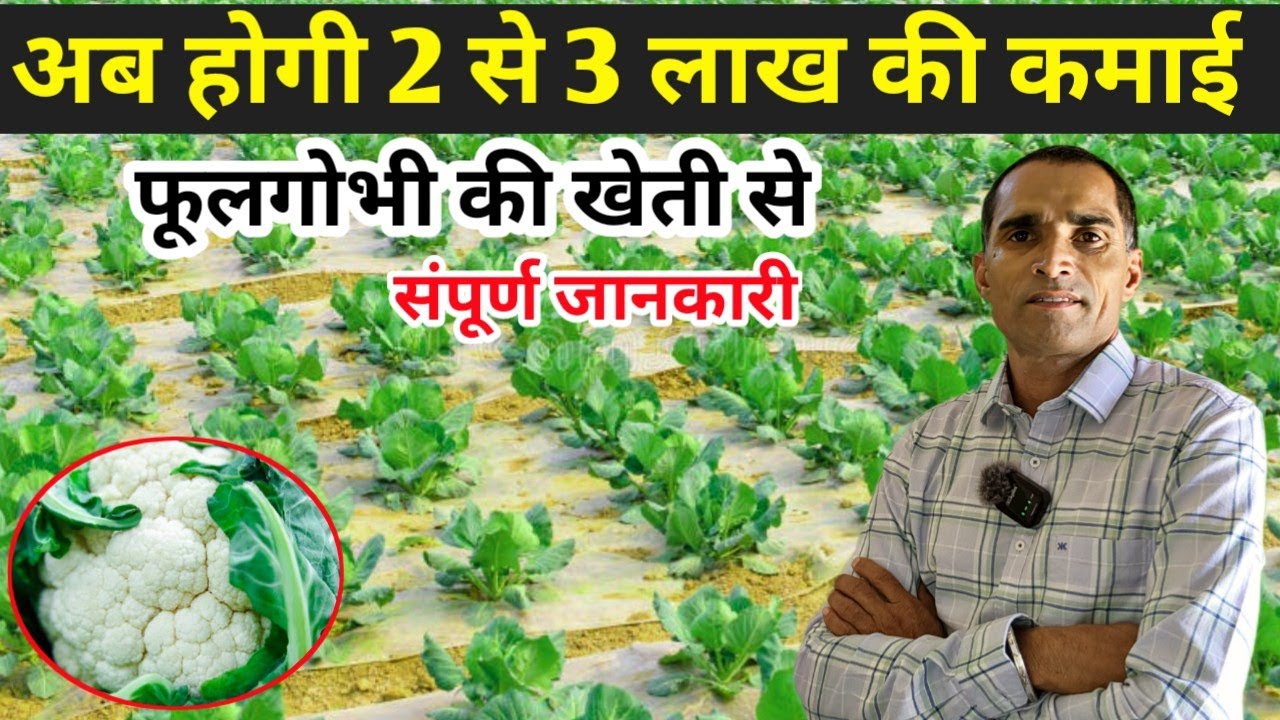 फूल गोभी की खेती | phoolgobhi ki kheti | cauliflower farming | - YouTube
