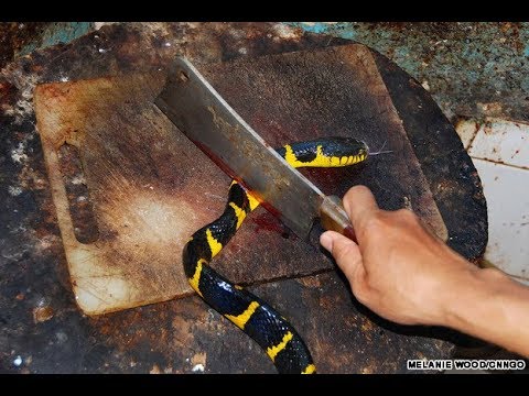 Snake Food | Snake Cutting | & | Snake Cleaning | Videos - YouTube
