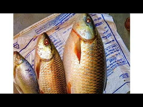 2kg rahu fish hunting in gucha gal ganga #fishing #vlog #nature # ...