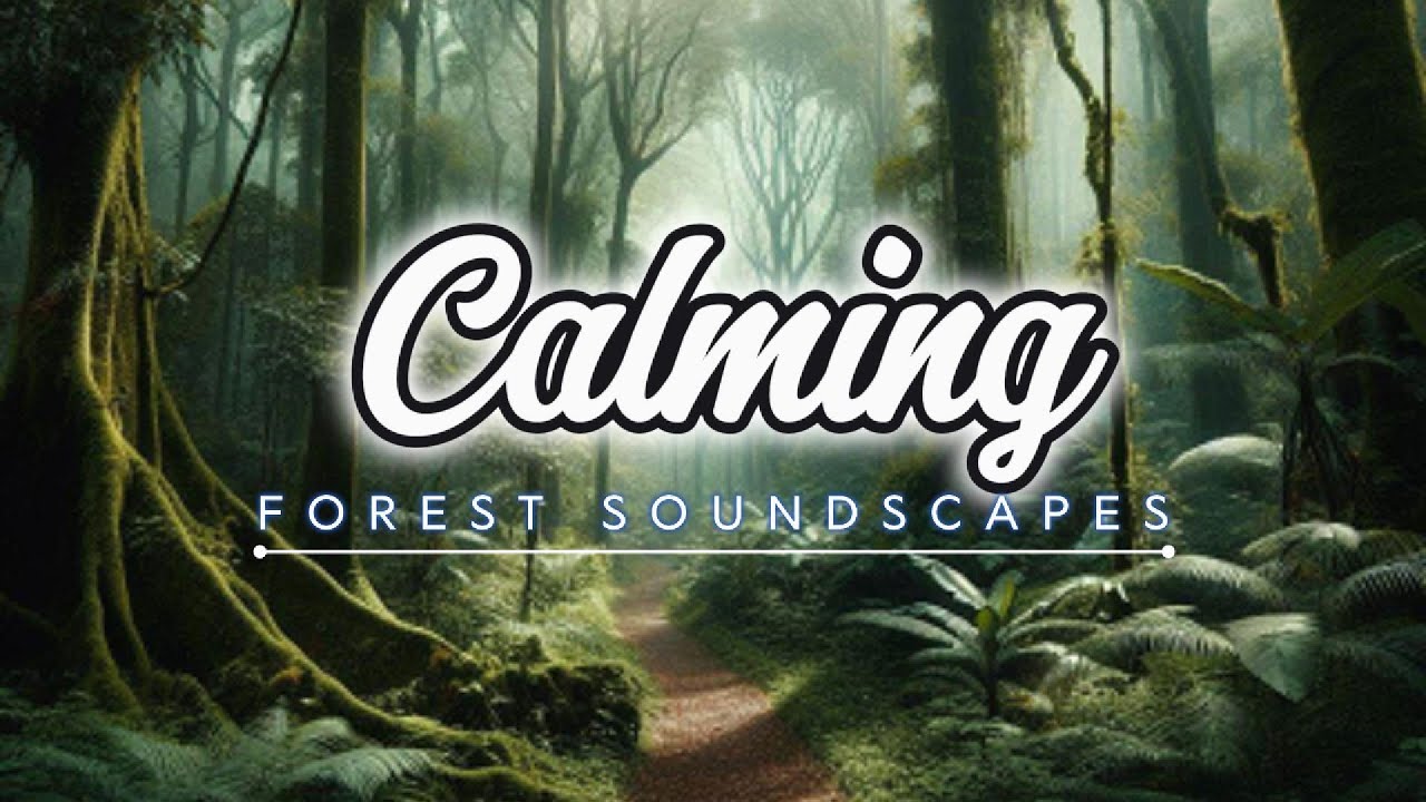 Calming Forest Soundscapes for Meditation, Sleep & Stress Relief (4K ...