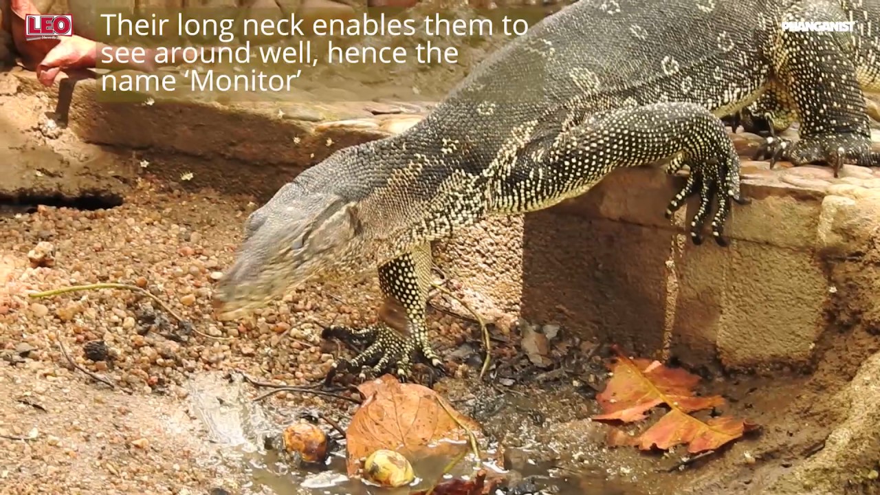 MONITOR LIZARDS ON KOH PHANGAN - YouTube
