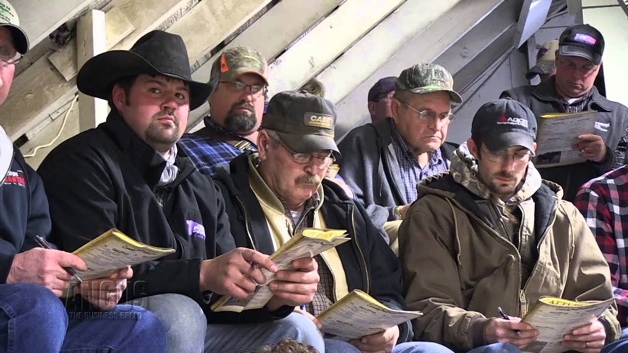 The Angus Report, March 24, 2014: Around the Angus World - YouTube