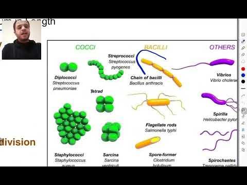 Chapter 2 : Structure of bacteria part 1 اولي طب بني سويف #microbiology ...