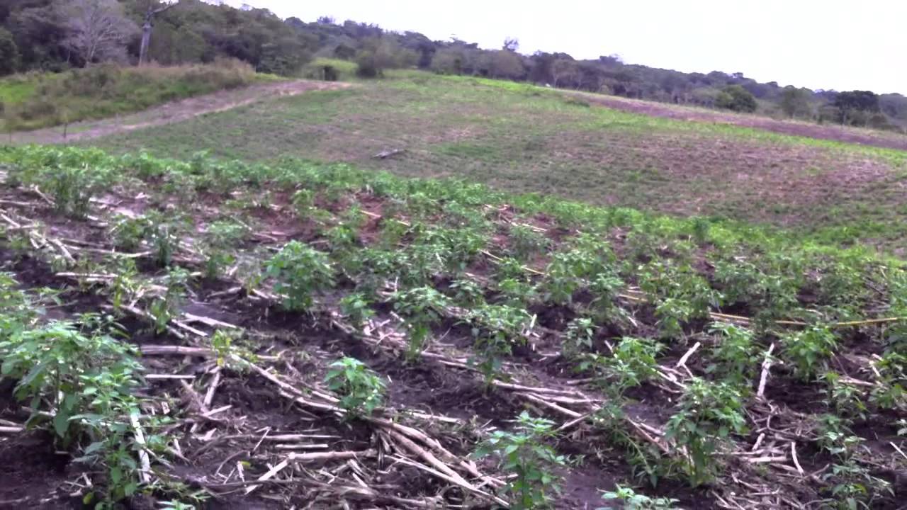 Chile Costeño - YouTube