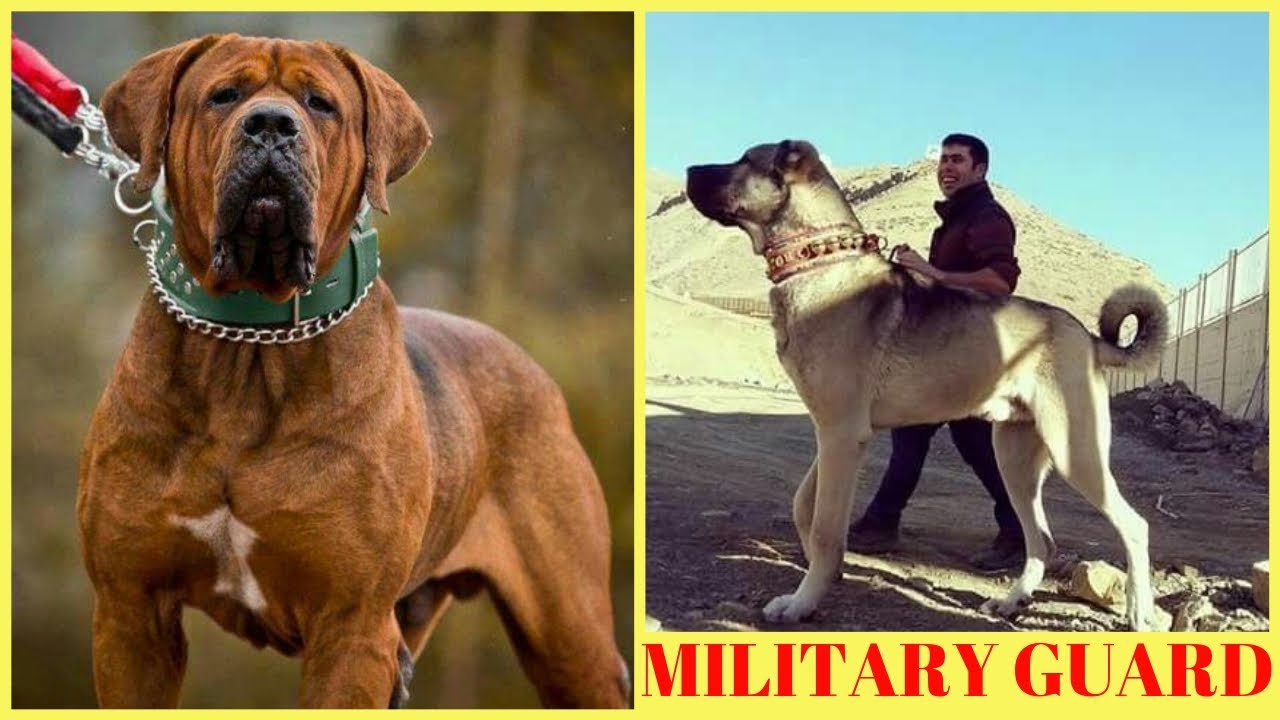 Don't Mess With Them | Most Fearless Dogs That Protect You From ...