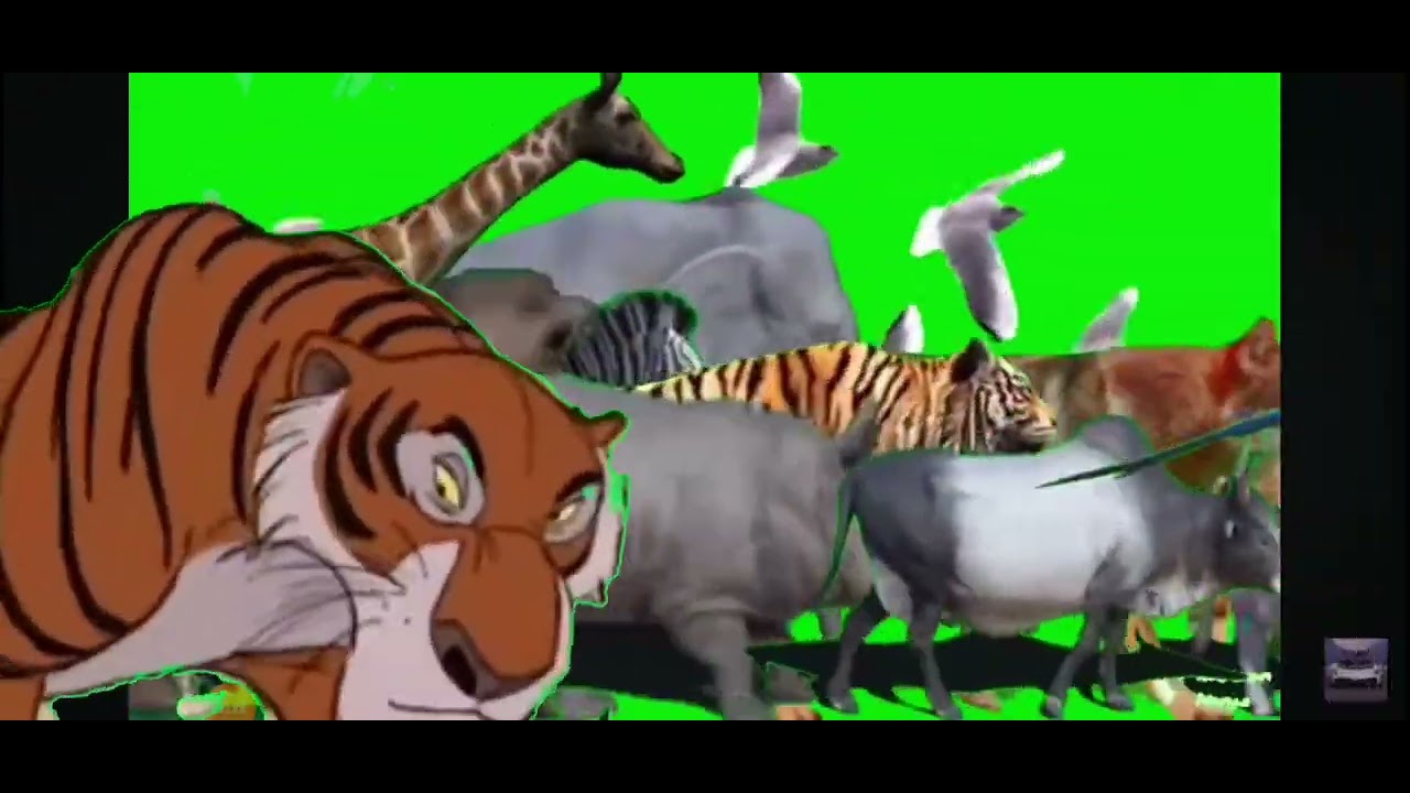 stampede Green screen - YouTube