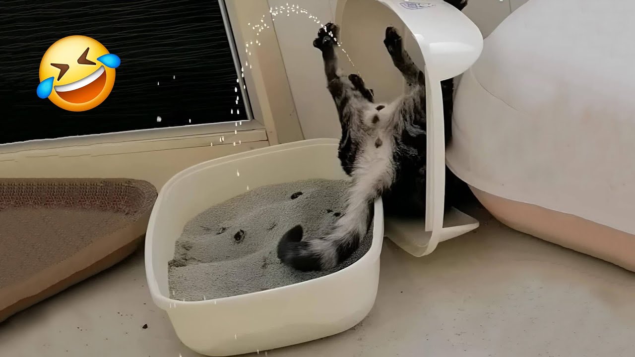 Cats And Their Silly Antics 😂 Funny Cats Videos 2025 🐱 - YouTube