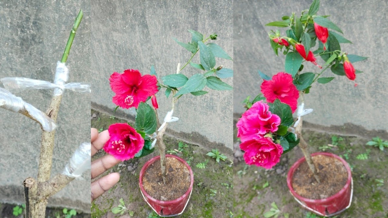 Multi Flowers Grafting On Tree | Flower Grafting Technique - YouTube