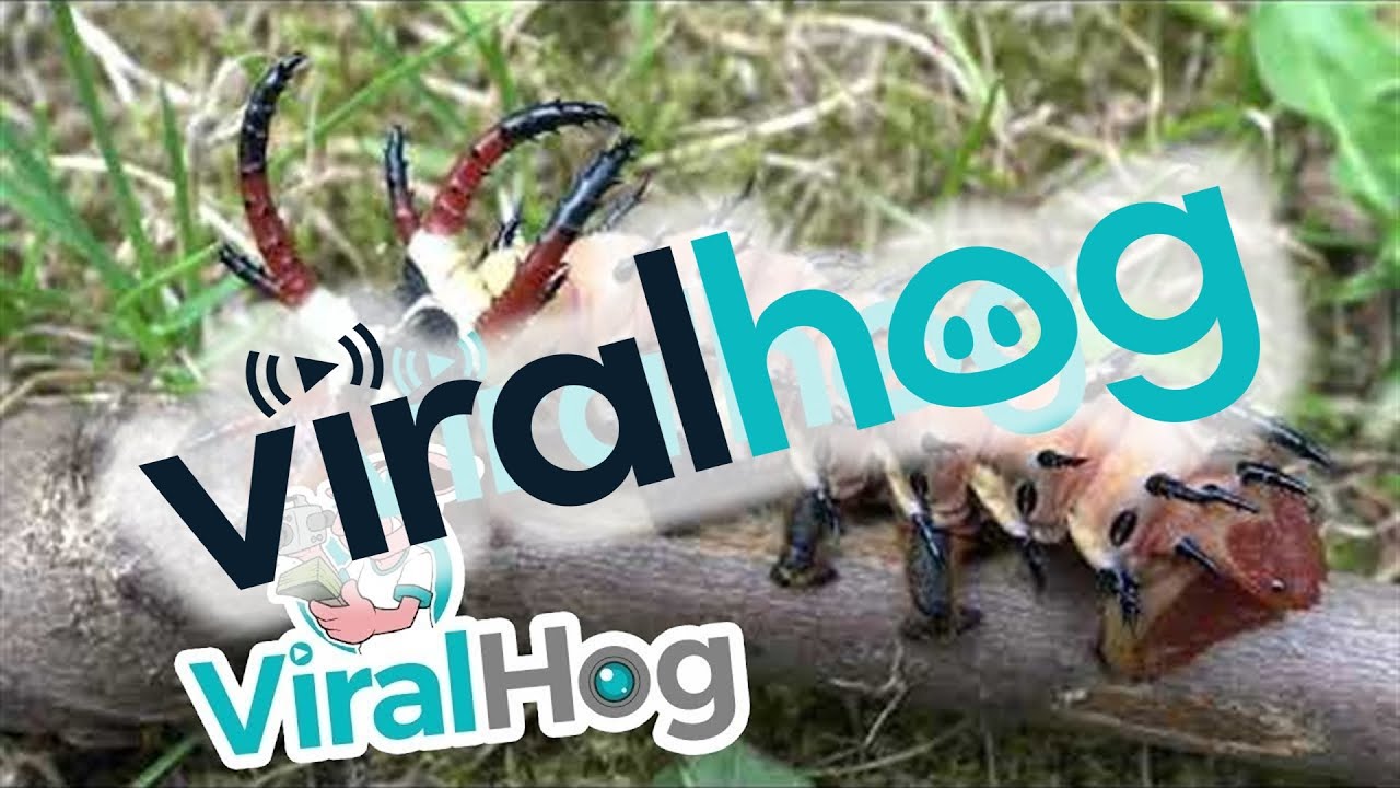 The Impressive Hickory Horned Devil Caterpillar || ViralHog - YouTube