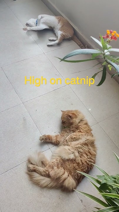 high on catnip #cats #catlover #catnip #highcats #catshorts #catvideos #cats #persiancat # ...