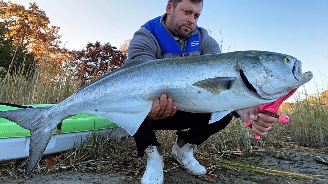 MONSTER Bluefish & Bass 10/27/24 Northshore Long Island Fishing - YouTube
