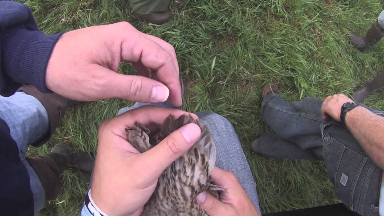 Duck Banding 2015 - YouTube