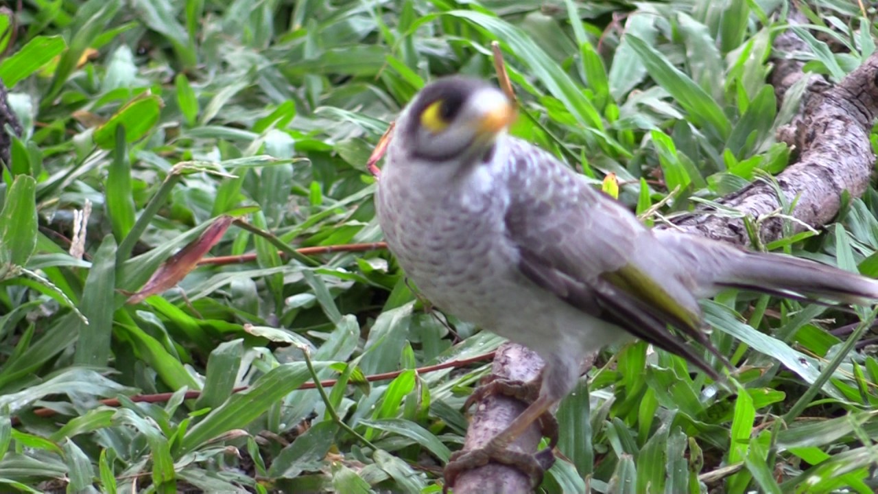 Dr Rom's Bird Sanctuary - mixed flock of wild suburban birds in ...