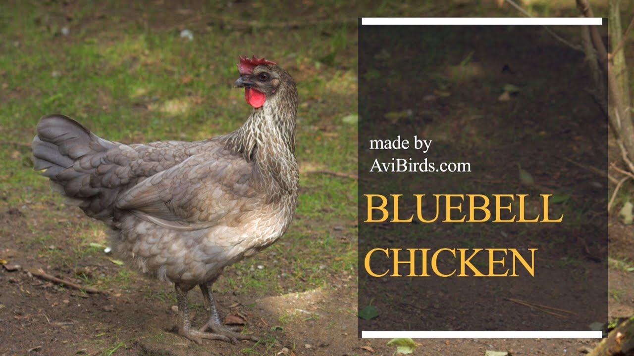 Bluebell Chicken - YouTube