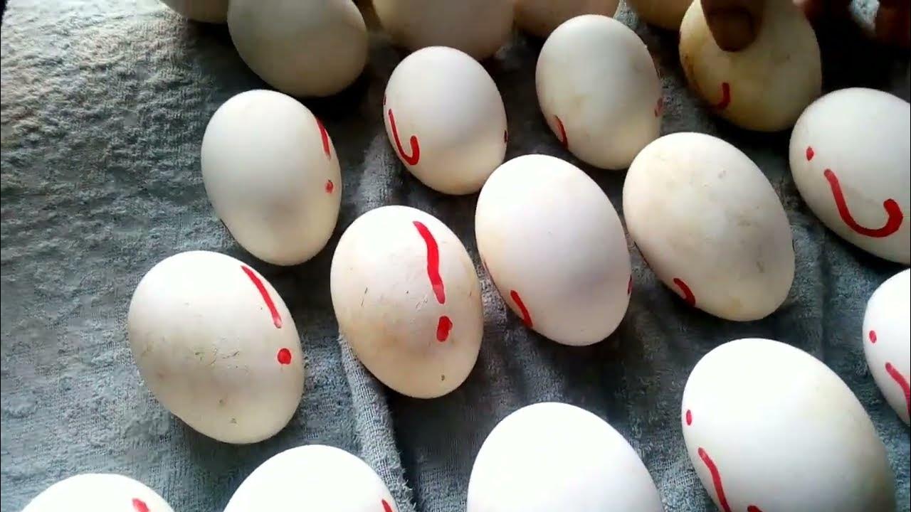 Закладывает гусиные яйца в инкубатор Красавчик всю ночь шарился где то