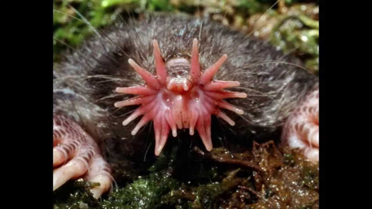 Worlds Weirdest Insects Part 1 YouTube worlds-weirdest-insects-part-1-youtube