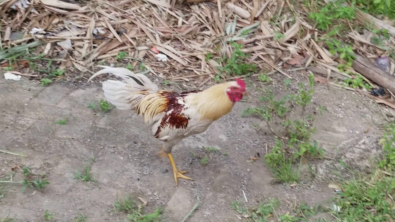 Galaxy Note 8 / Sony IMX 333 FHD 30fps Video Sample - YouTube