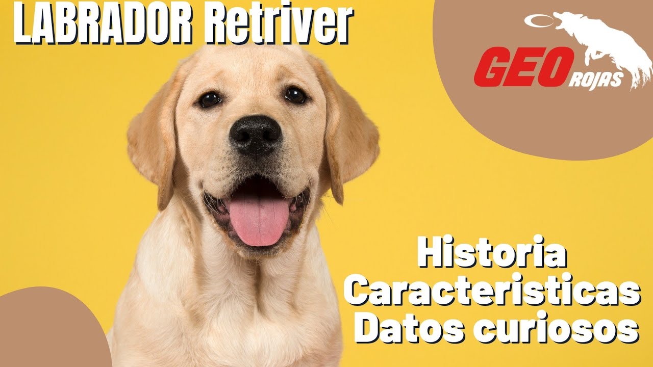 Quieres un Labrador Retriver Tienes que ver este video - YouTube