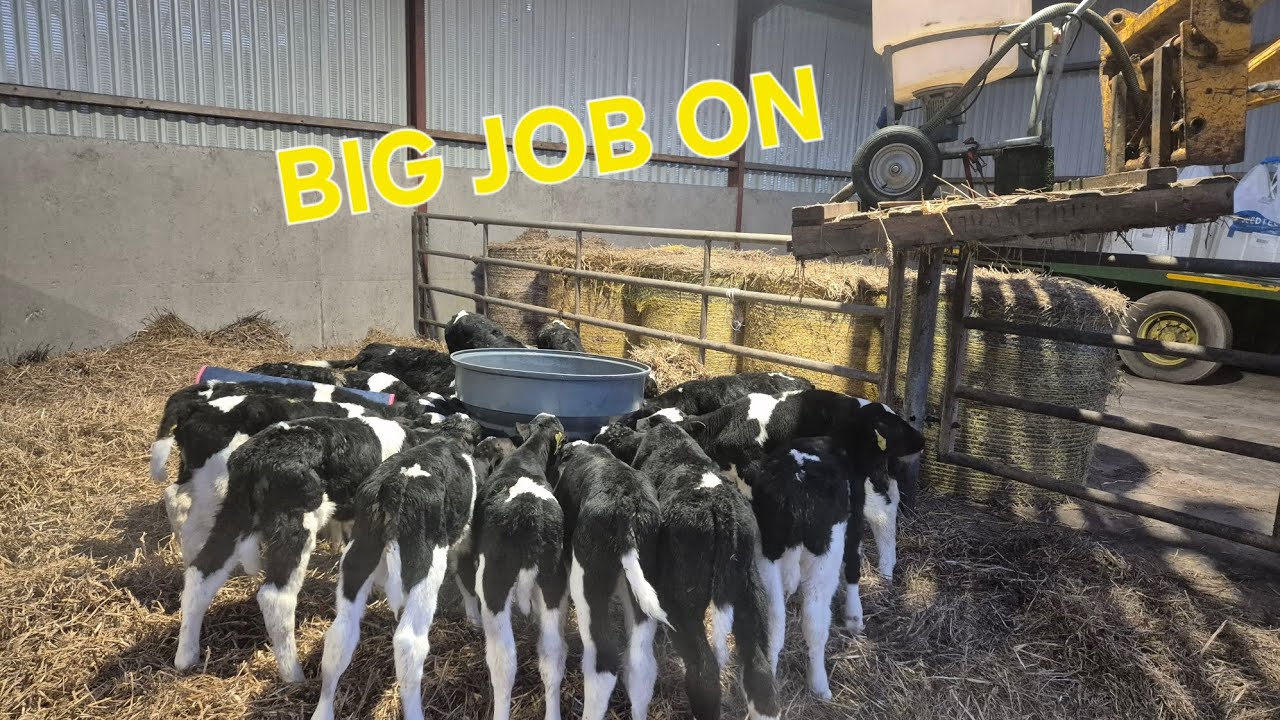 Start of calf season. 1st calves arrived - YouTube