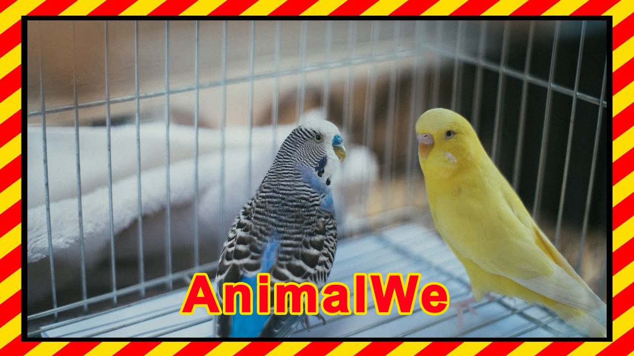 Most Amazing Animal Life Style | Best Awesome Animals Videos ...