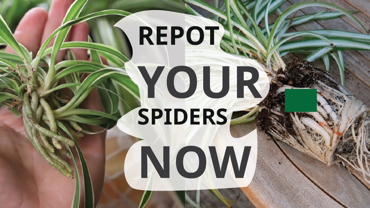 Propagating & Repotting Spider Puffs 🌱 | Easy Houseplant Care Guide ...