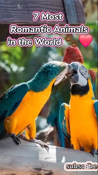 7 Most Romantic Animals in the World 🐾 ️ #shortsfeed #AnimalsInLove # ...