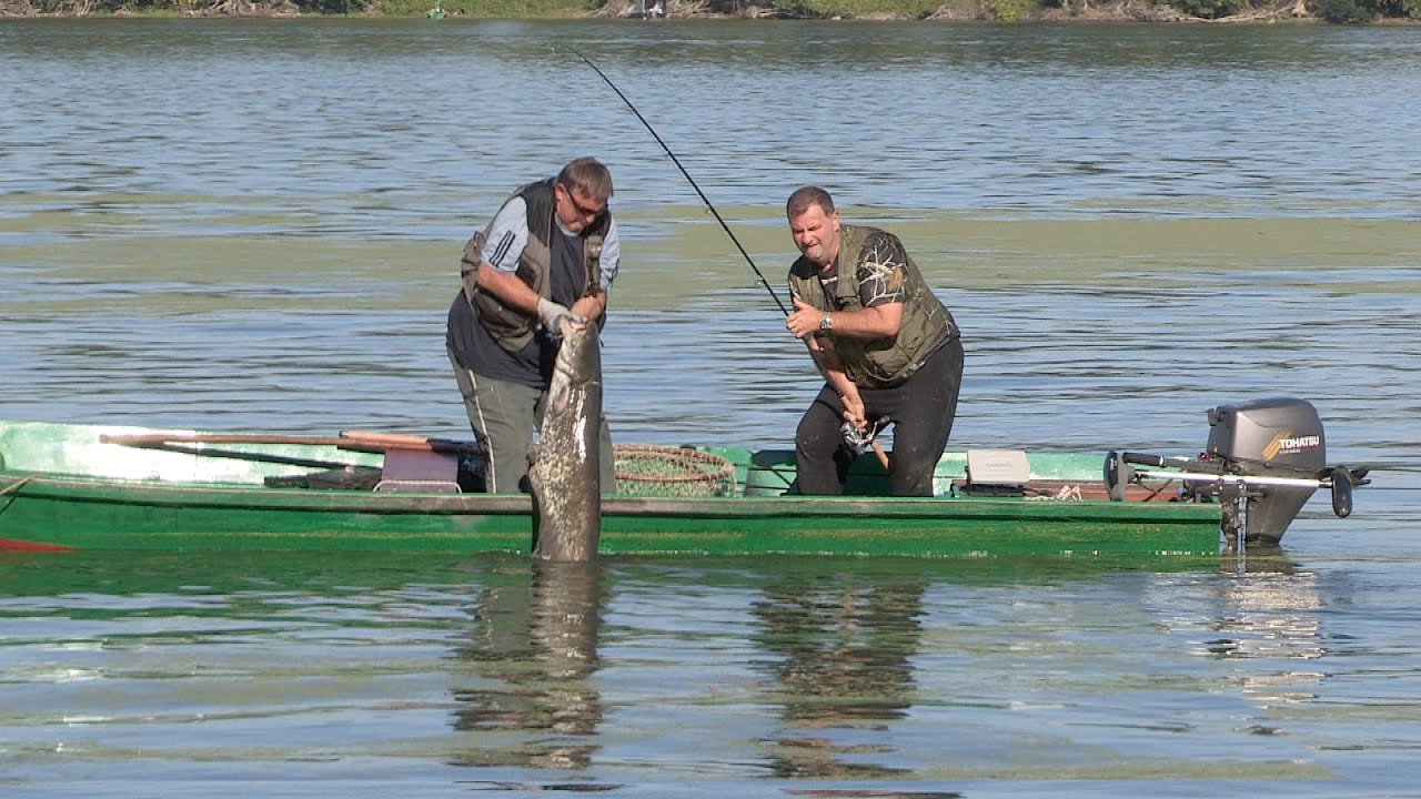 Pecanje soma, šarana i bele ribe na Dunavu kod Negotina | Fishing ...