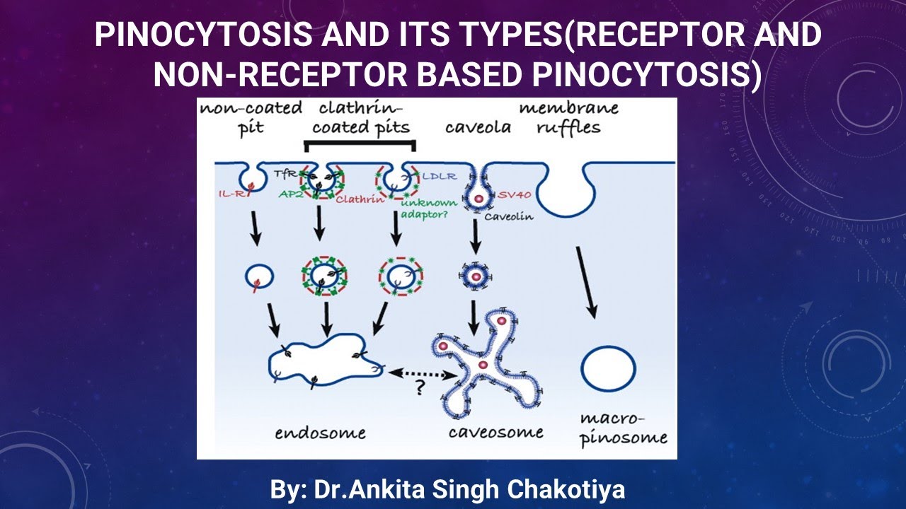 Pinocytosis and its types(Receptor and Non-Receptor based Pinocytosis ...
