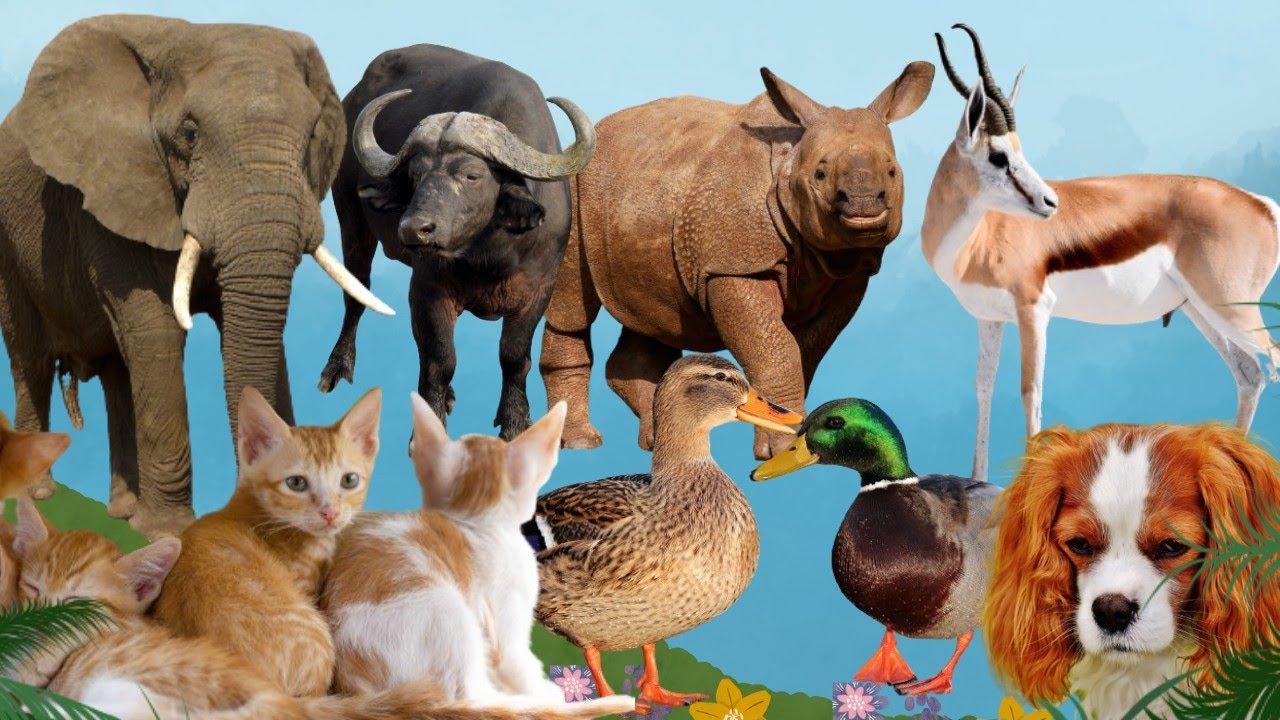 Sound of fram animals: Rhinoceros, Buffalo, Springbok, Duck, Elephants ...