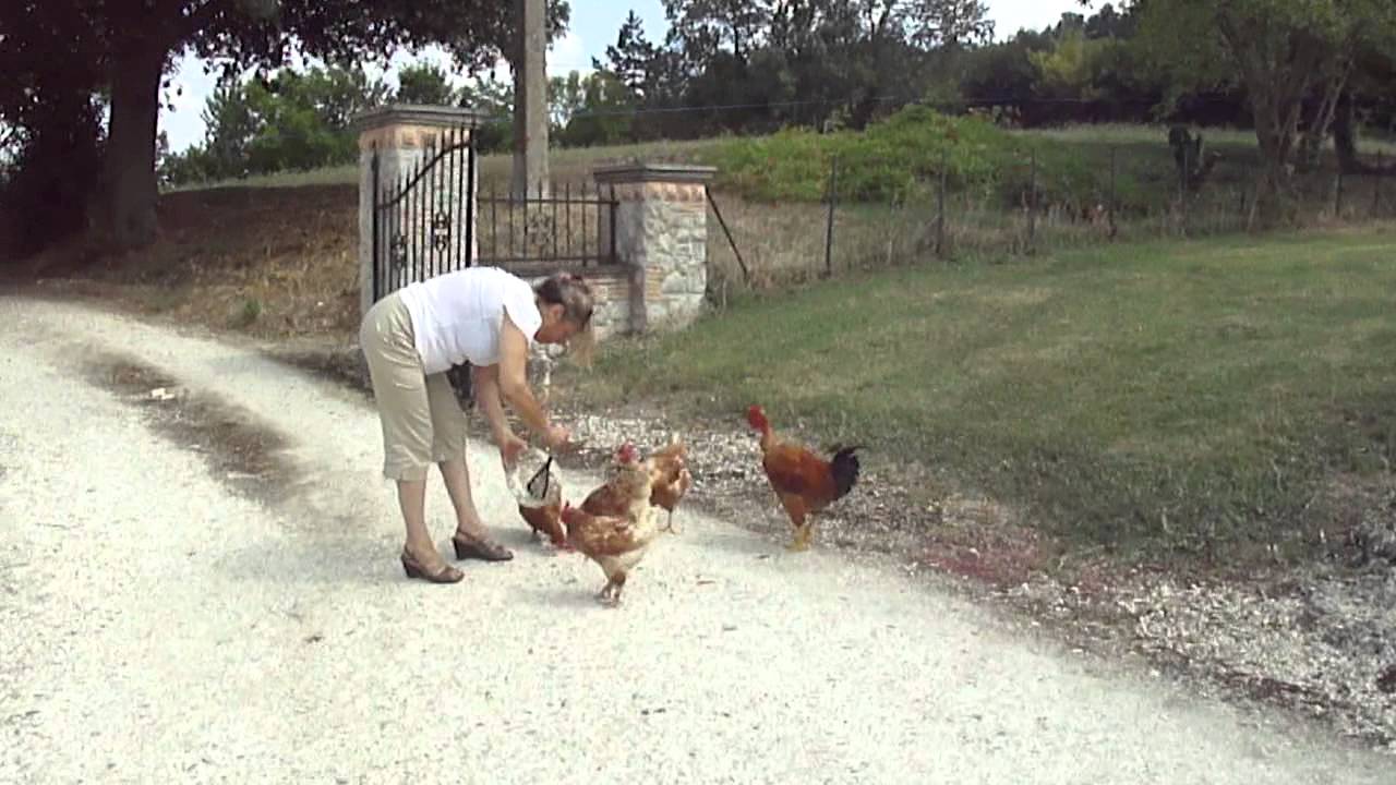 How to speak chicken! - YouTube