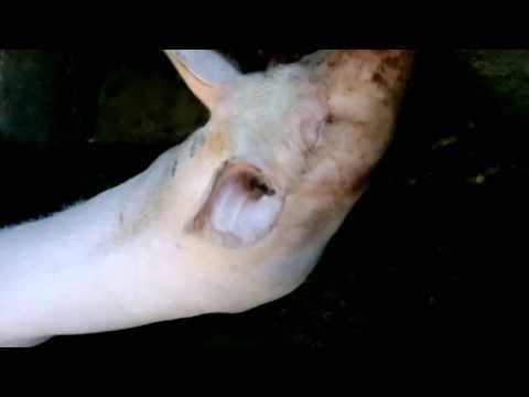 Grugnito del maiale HD