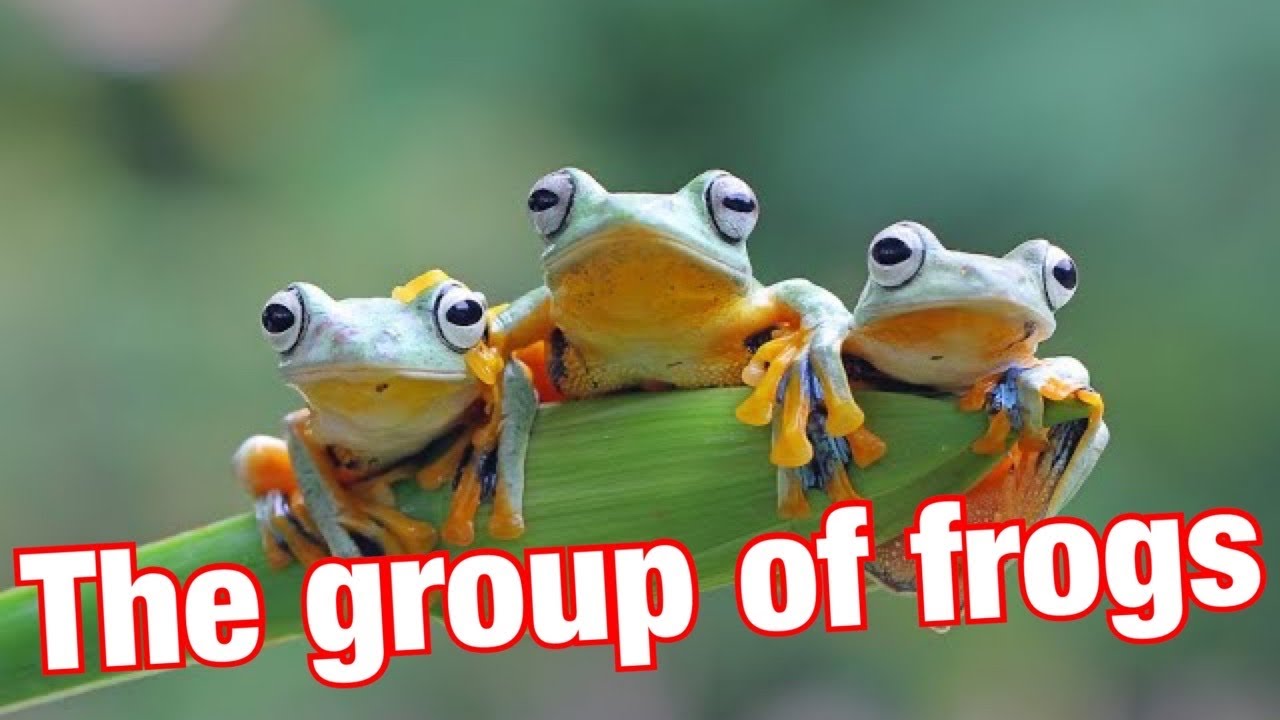 The Group of Frogs|| Story number 3 || - YouTube