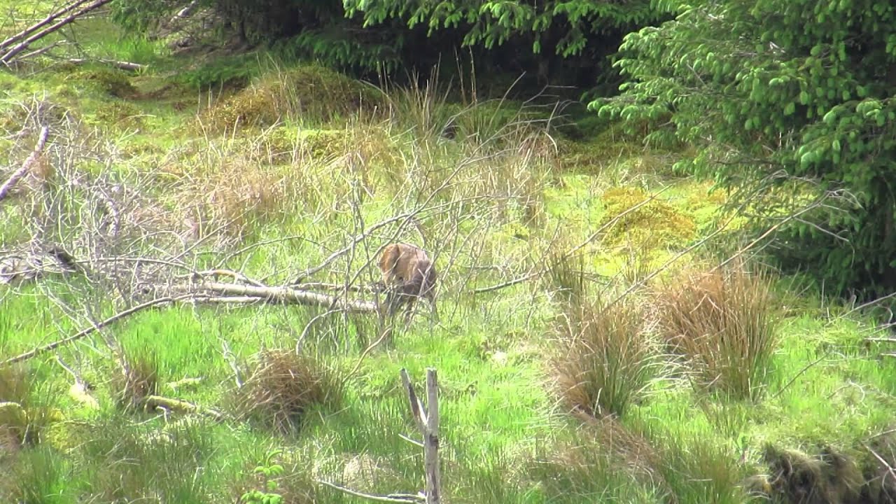 Small cull buck shot with 270wsm - YouTube