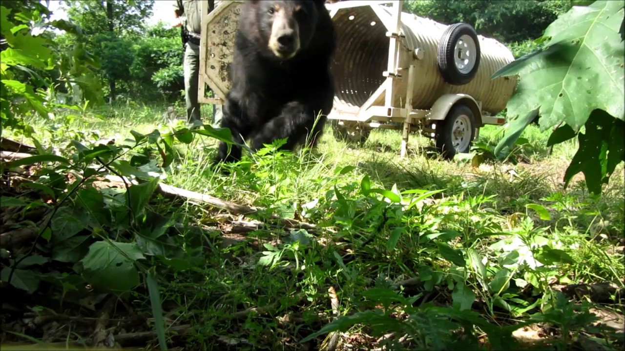 Black Bear Release - YouTube