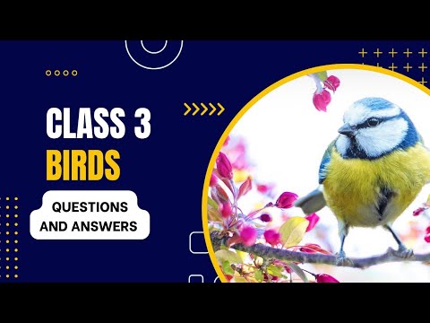 Science ||Class 3 || Birds || Questions and answers - YouTube
