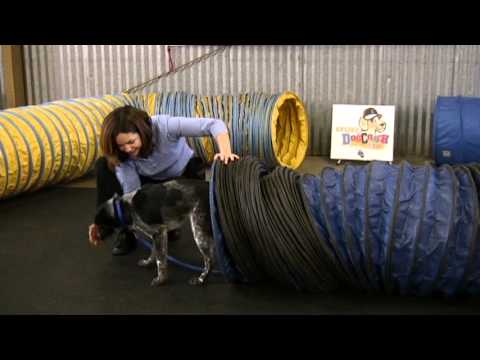 Teach Your Dog To Go Through A Tunnel - YouTube