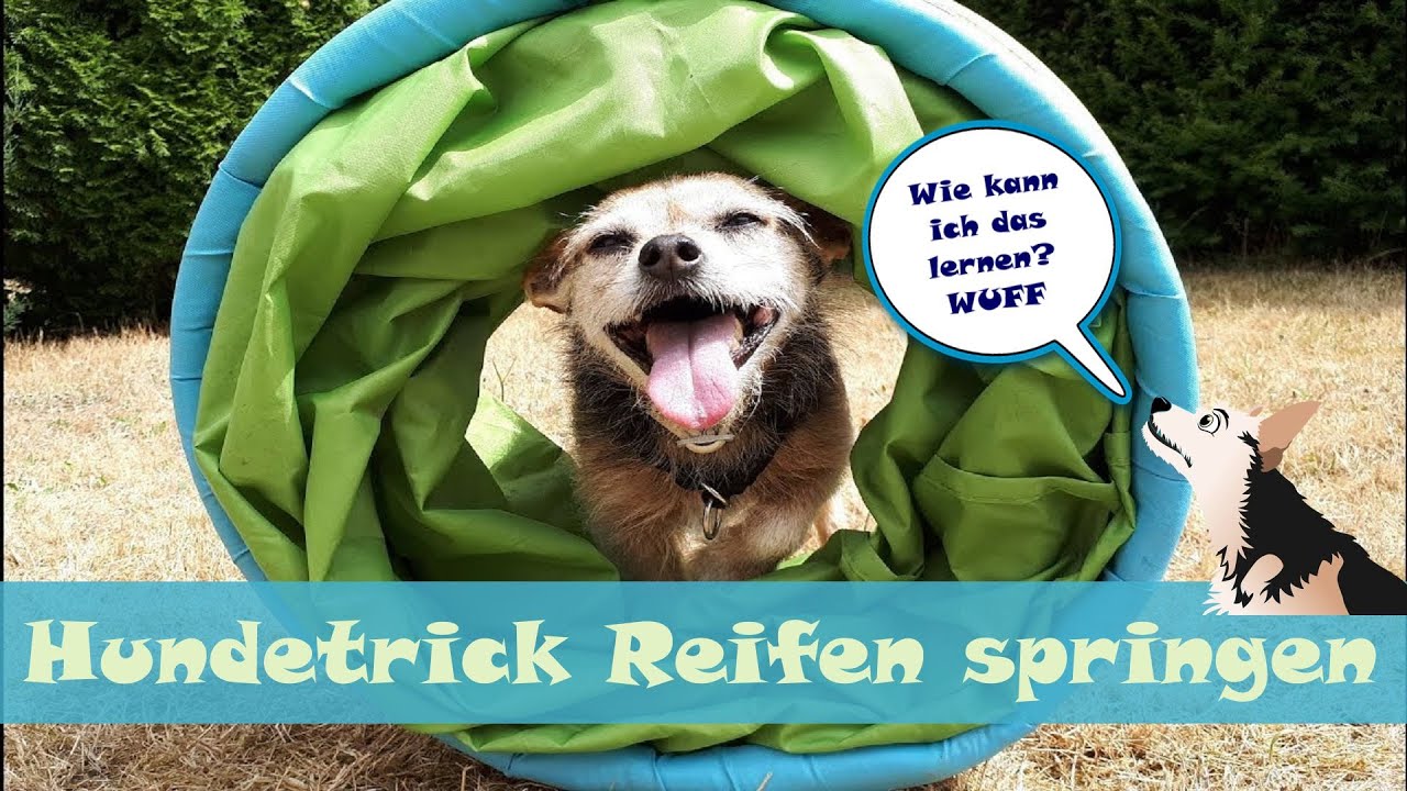 Hundetrick Reifen springen Hund lernt durch den Reifen zu springen ...
