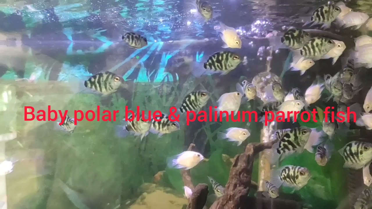 Polar blue & platinum Parrot Cichlids - YouTube