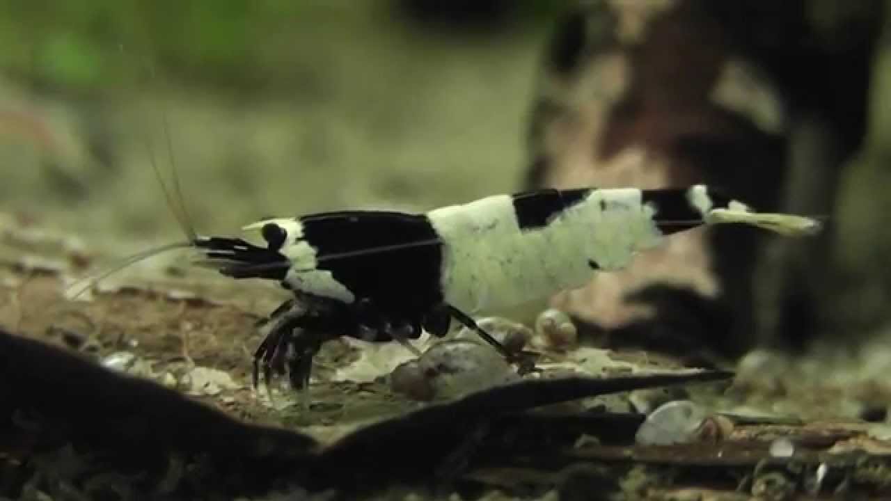 Taiwan Bee - Panda "Hinomaru" - YouTube