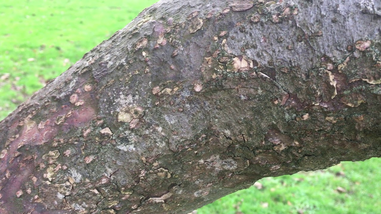 Handkerchief tree - bough / large branch - December 2018 - YouTube