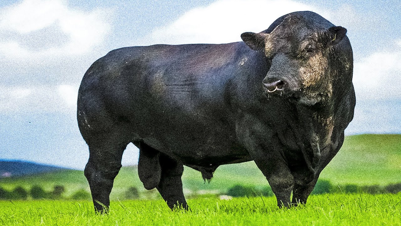 Huge Agricultural Machinery at Work Tractor on the Farm Feeding Cows ...