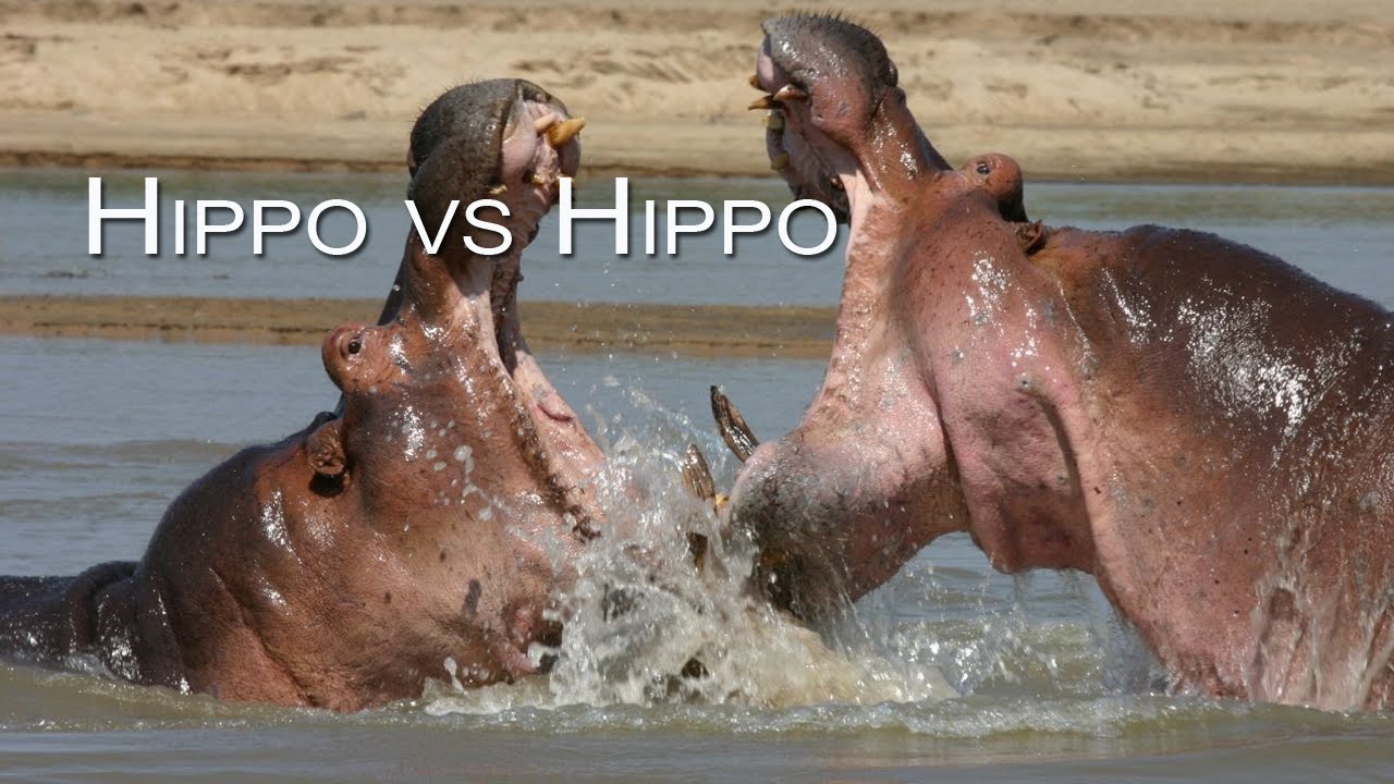 Hippo Battlefield: Fight of the Heavies | CAUGHT IN THE ACT - YouTube