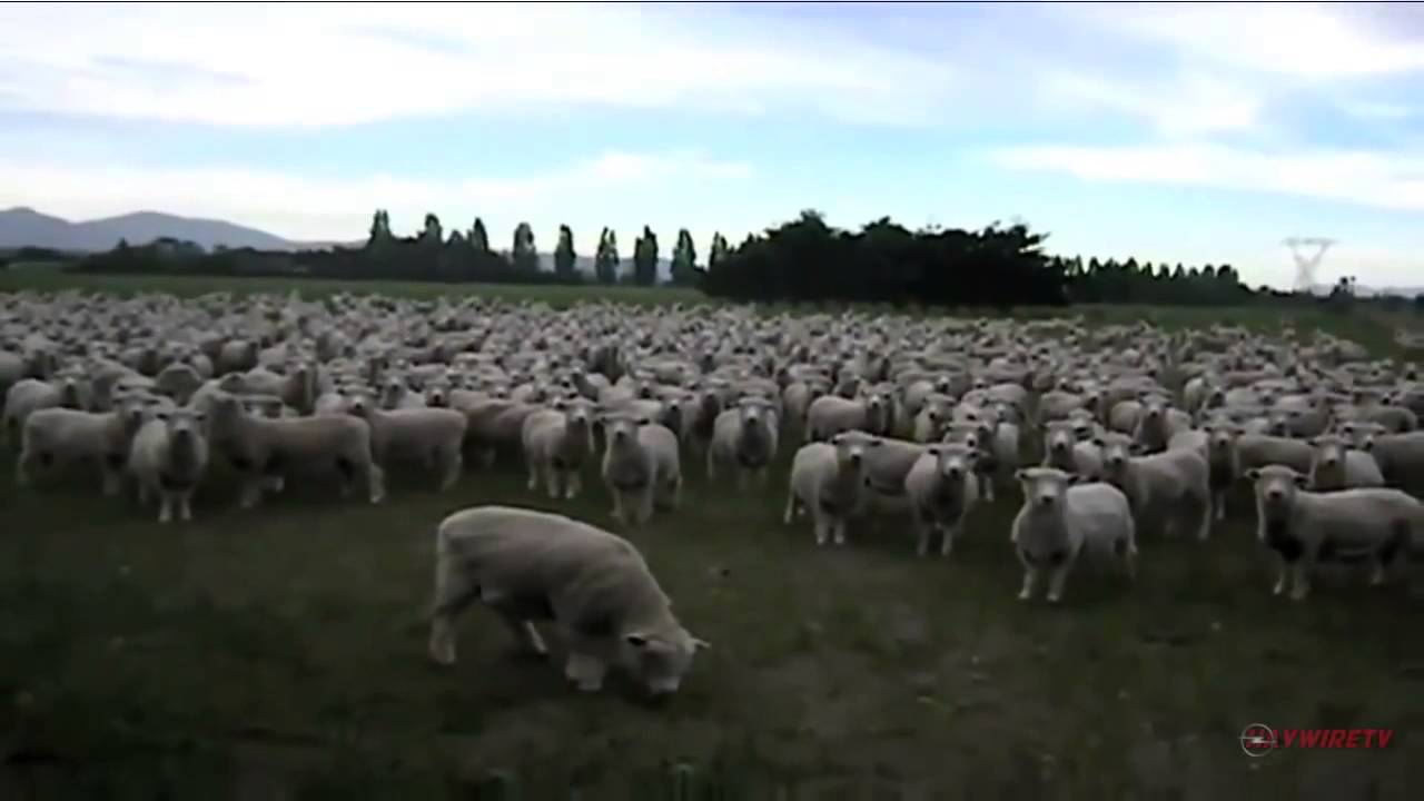 Sheep Protest - FREAKING HILARIOUS - YouTube