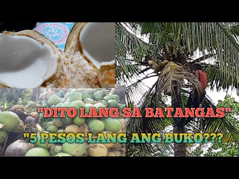 ANG PAGHARVEST NG BUKO SA BATANGAS MAGKANO ANG KINIKITA DITO - YouTube