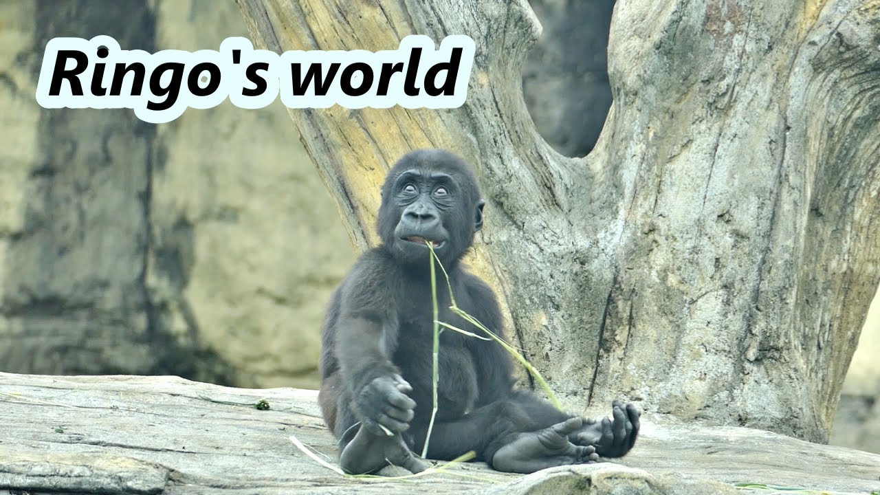 Little gorilla Ringo enjoyed his me time. /小大猩猩Ringo沉浸在自己的世界 - YouTube